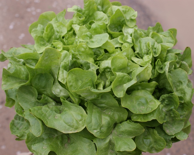 Schmitt´s Gemüsekiste – grüner Eichblattsalat | Schmitt´s Gemüsekiste