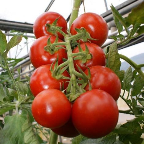 Schmitt´s Gemüsekiste – Strauchtomaten | Schmitt´s Gemüsekiste